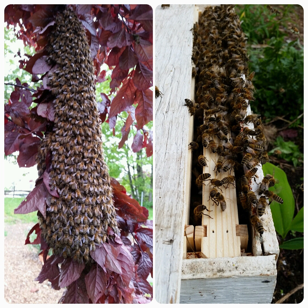 Swarm Season – eastvanbees